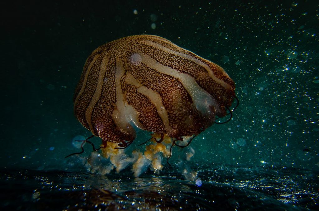 10 Scary Sea Creatures That You Didn’t Know Existed - Daily by Design