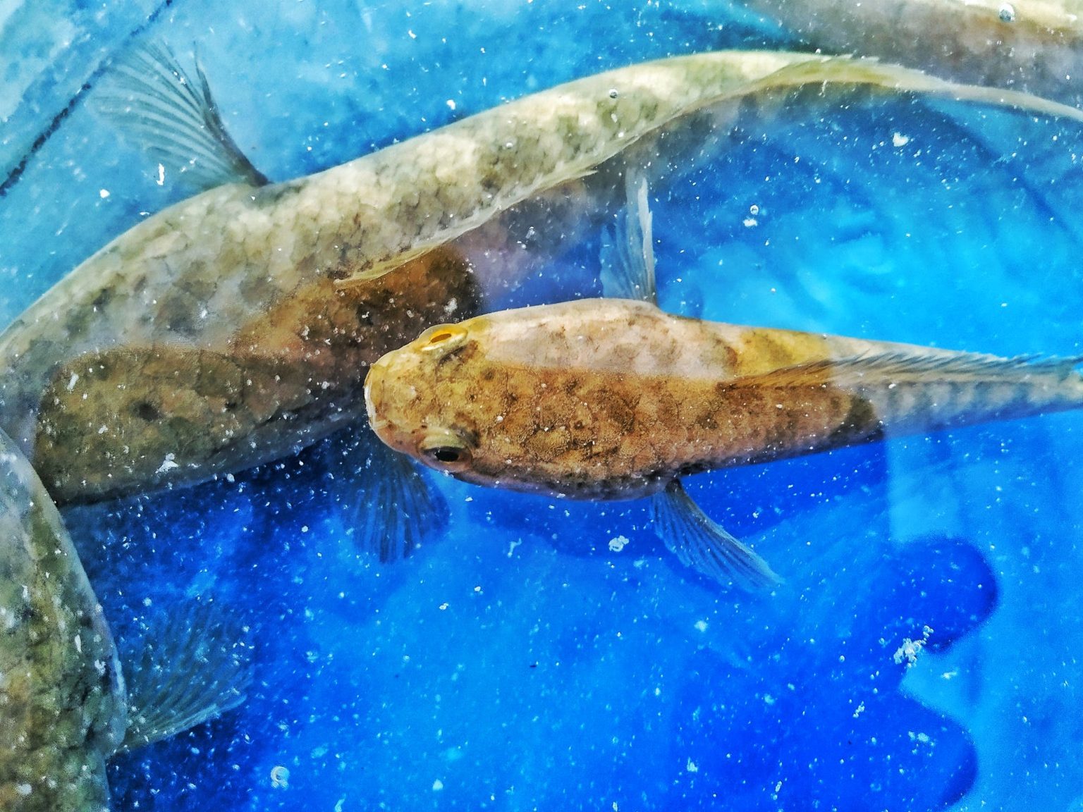 how-to-start-a-fish-farming-business-daily-by-design